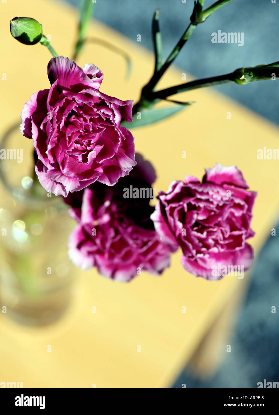 A Portrait Photograph of a Purple Spray Carnation Flower Stock Photo ...