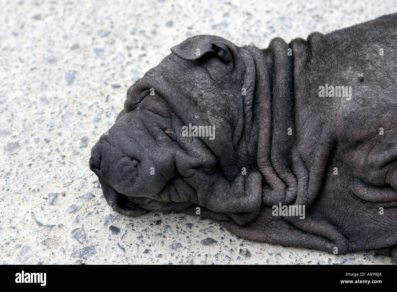 Chinese fighting dog hi-res stock photography and images - Alamy