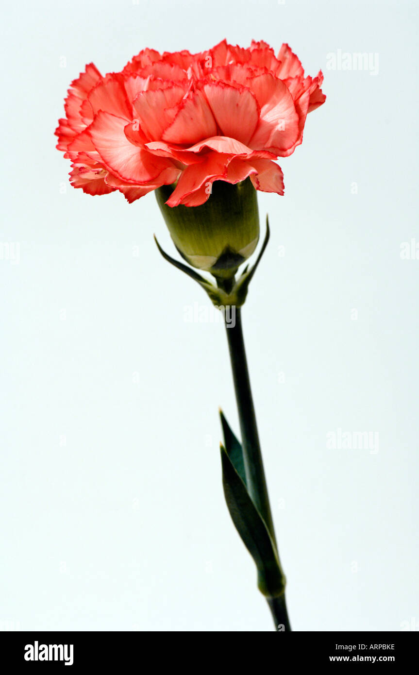 A Single Tall Peach Carnation in Portrait View Stock Photo - Alamy