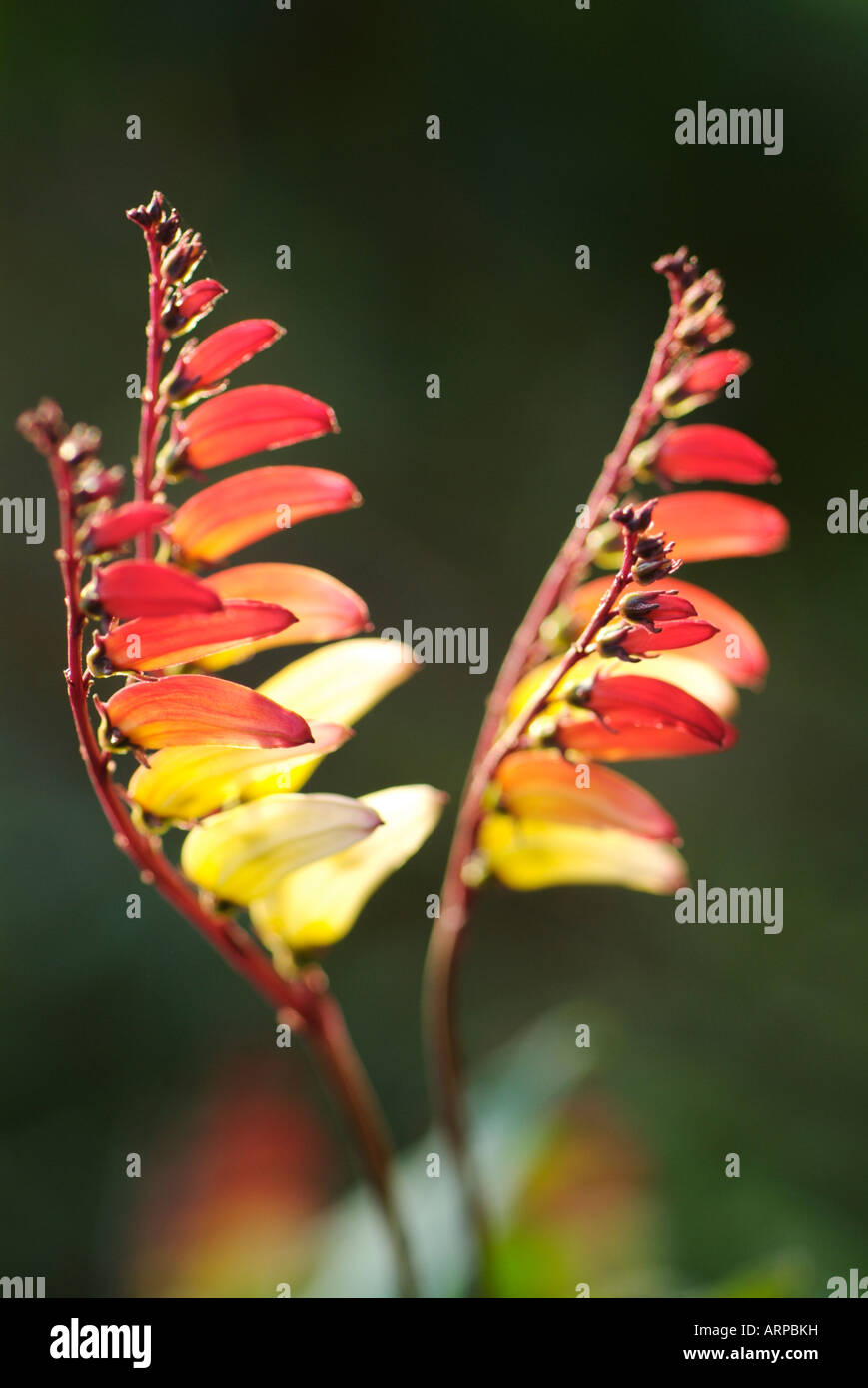 Firecracker vine hi-res stock photography and images - Alamy