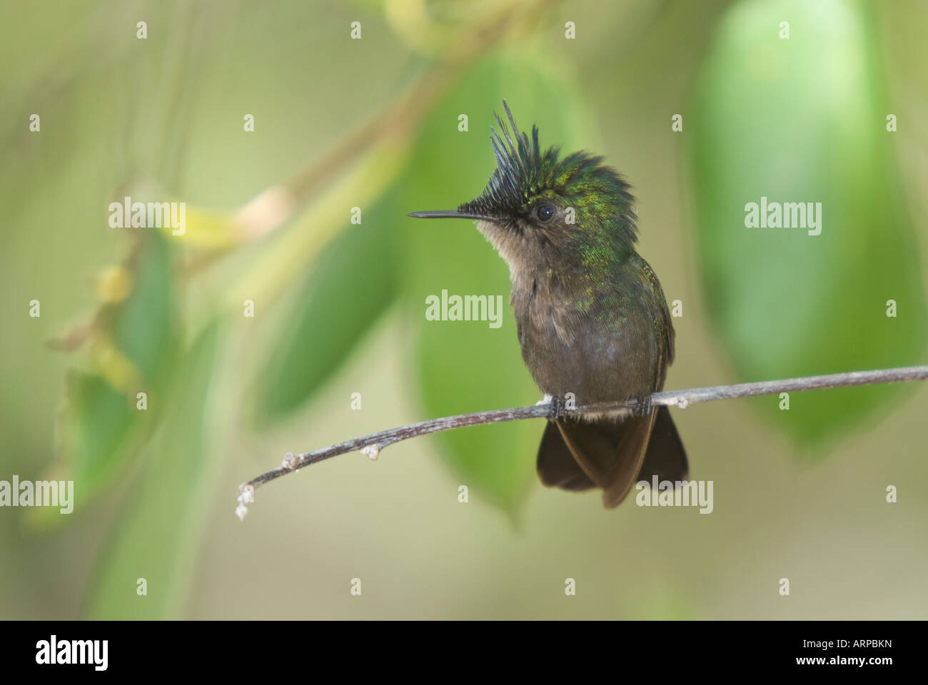 Antillean Crested Hummingbird Stock Photo - Alamy