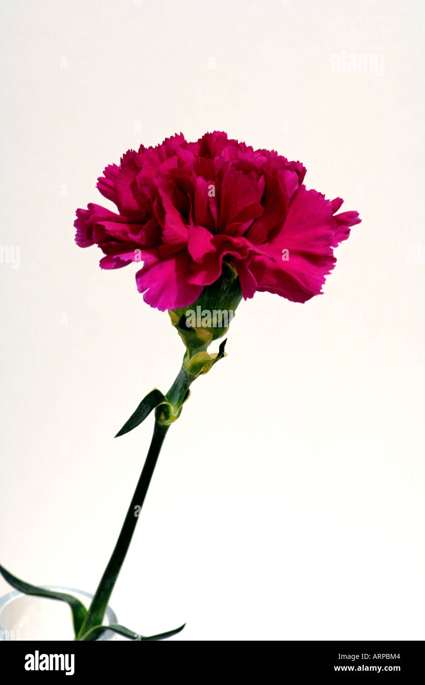 Taken in a studio hi-res stock photography and images - Alamy