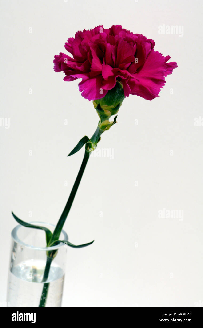 A Studio Portrait Photograph of a Purple Carnation Stock Photo - Alamy