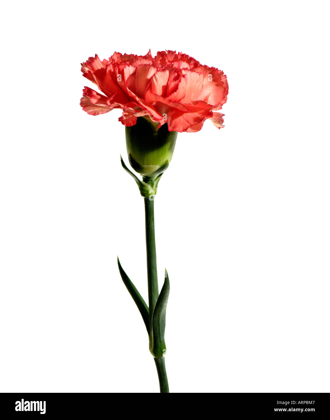 Peach Carnation Photographed in a Studio Stock Photo - Alamy