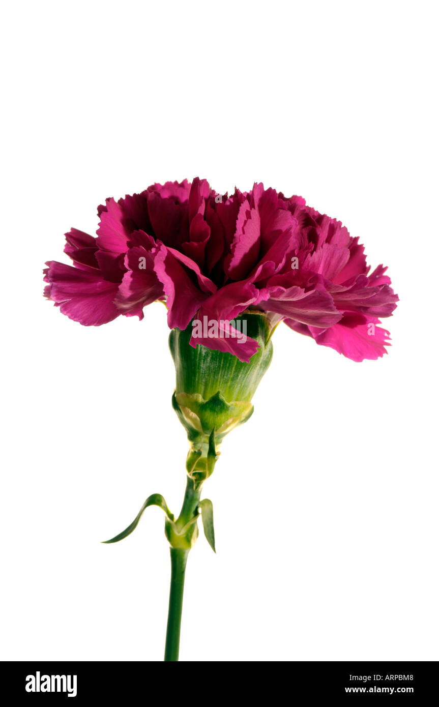 A Portrait Photograph of a Purple Carnation Stock Photo - Alamy