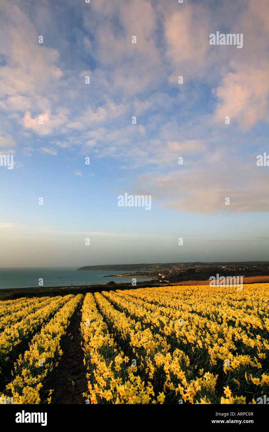 daffodil field at gulval overlooking mounts bay cornwall Stock Photo ...