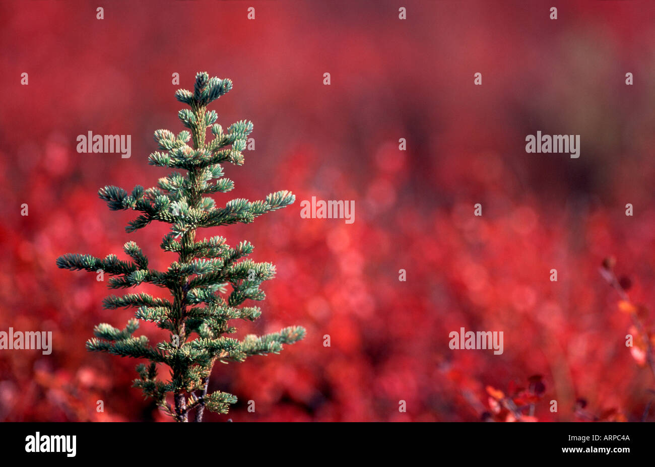 Tree specific hi-res stock photography and images - Alamy