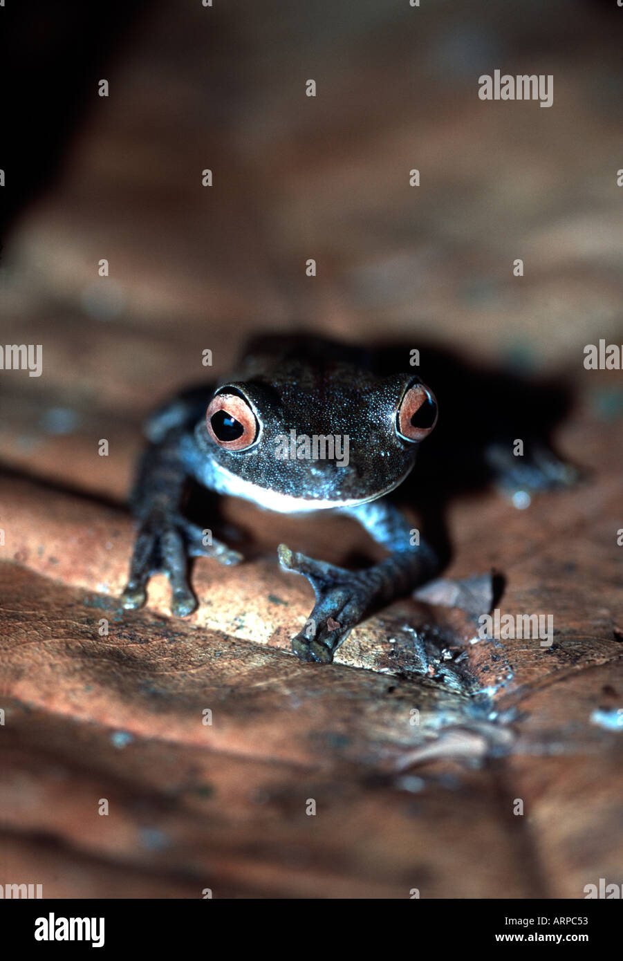 Amazon post card hi-res stock photography and images - Alamy