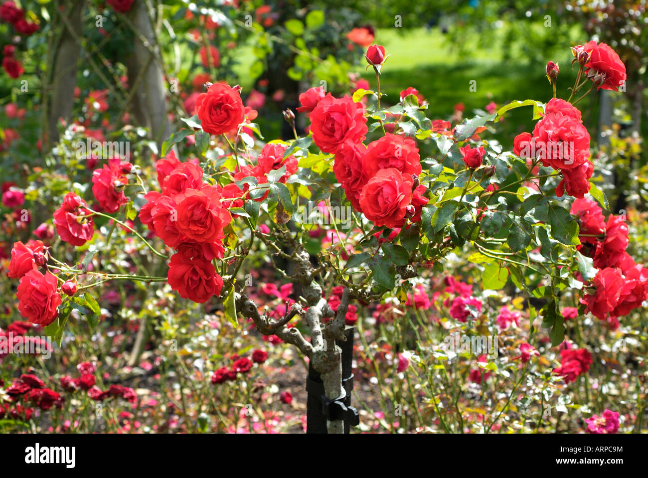 Rosa Trumpeter MACTRU Stock Photo - Alamy