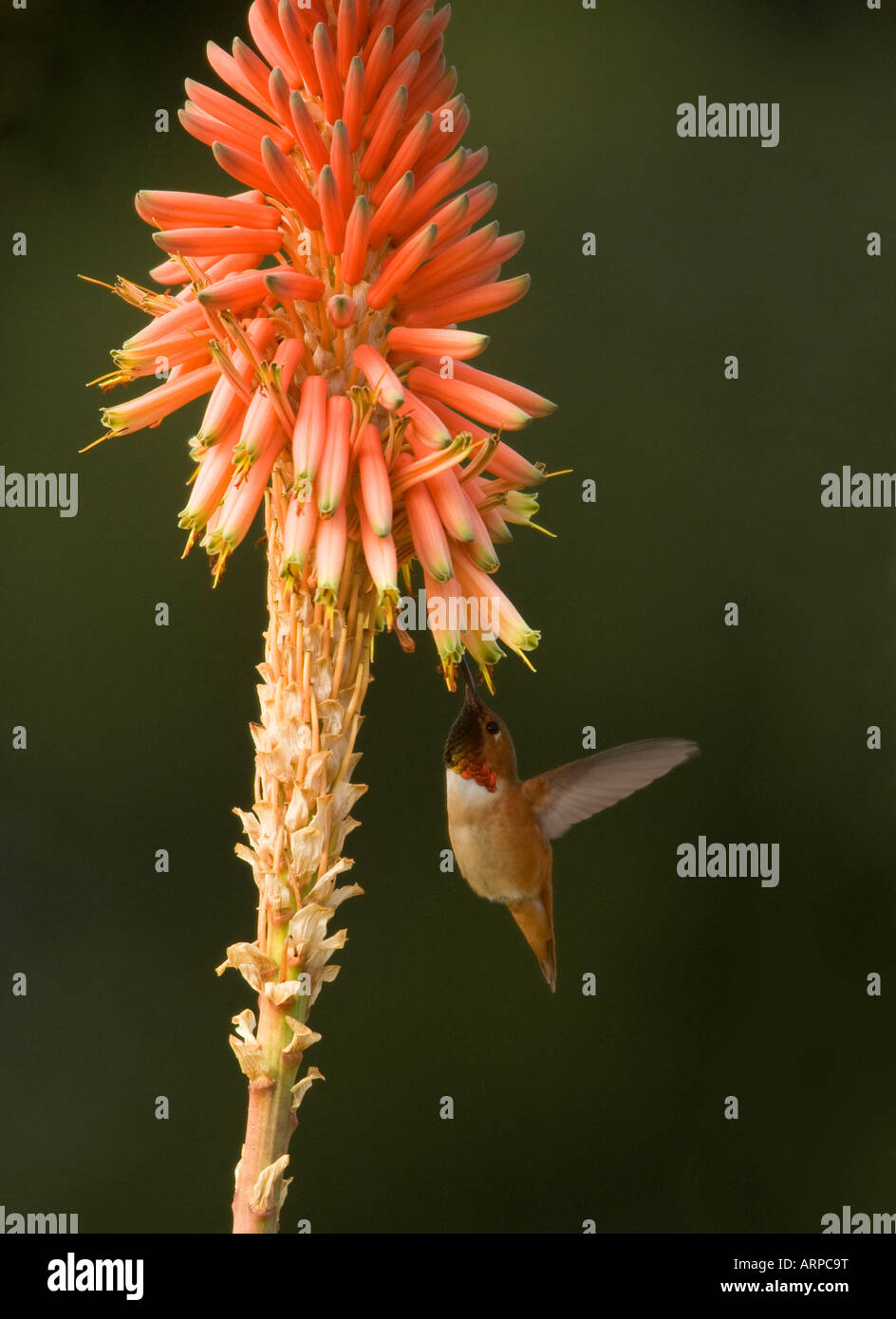 Allen's Hummingbird Male Feeding at Orange Flower Stock Photo - Alamy