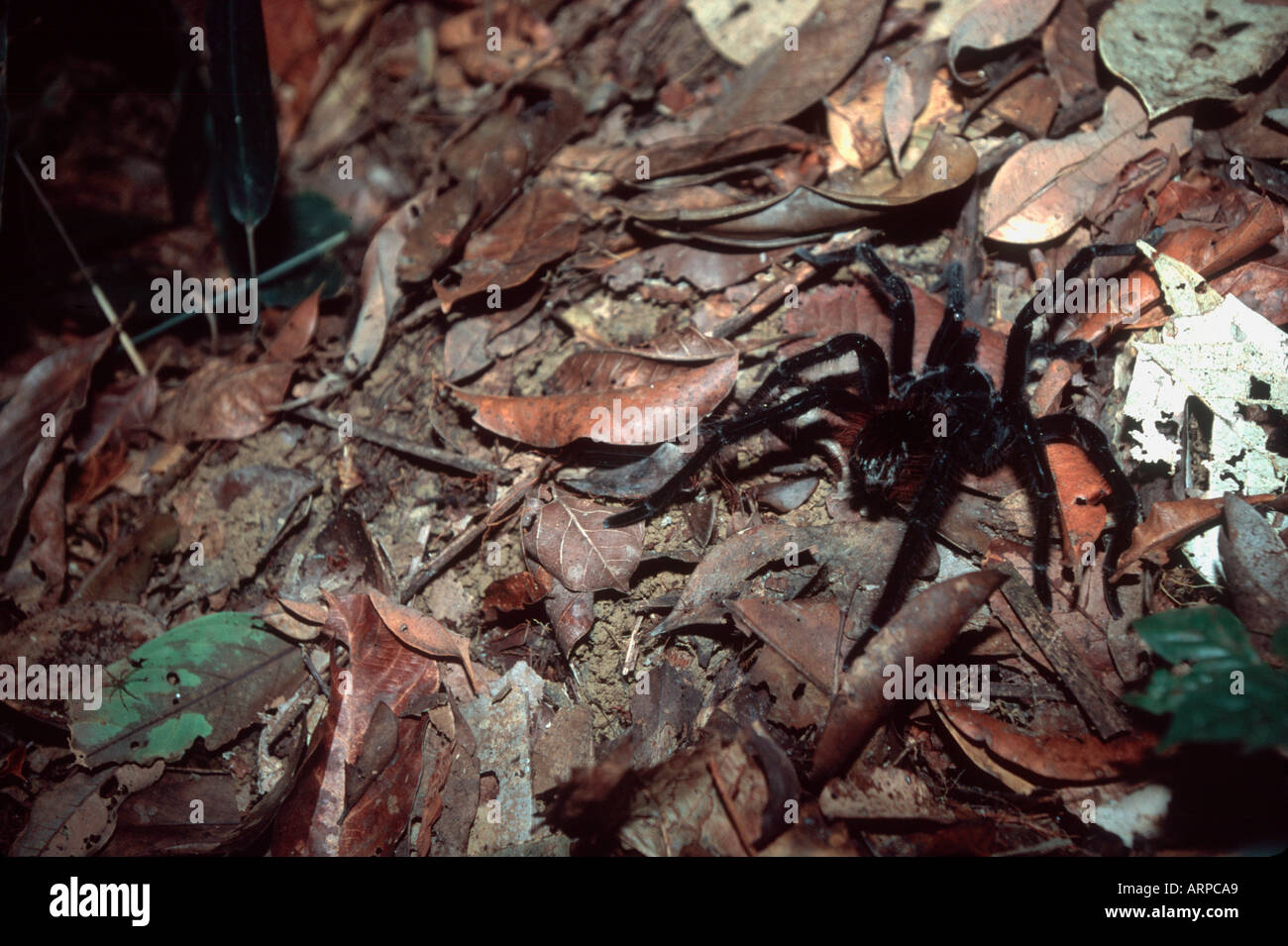black tarantula amazon Peru Stock Photo - Alamy