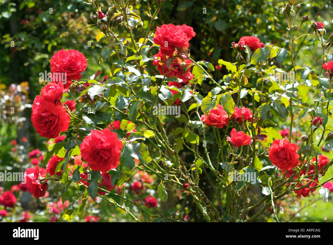 Rosa Trumpeter MACTRU Stock Photo - Alamy