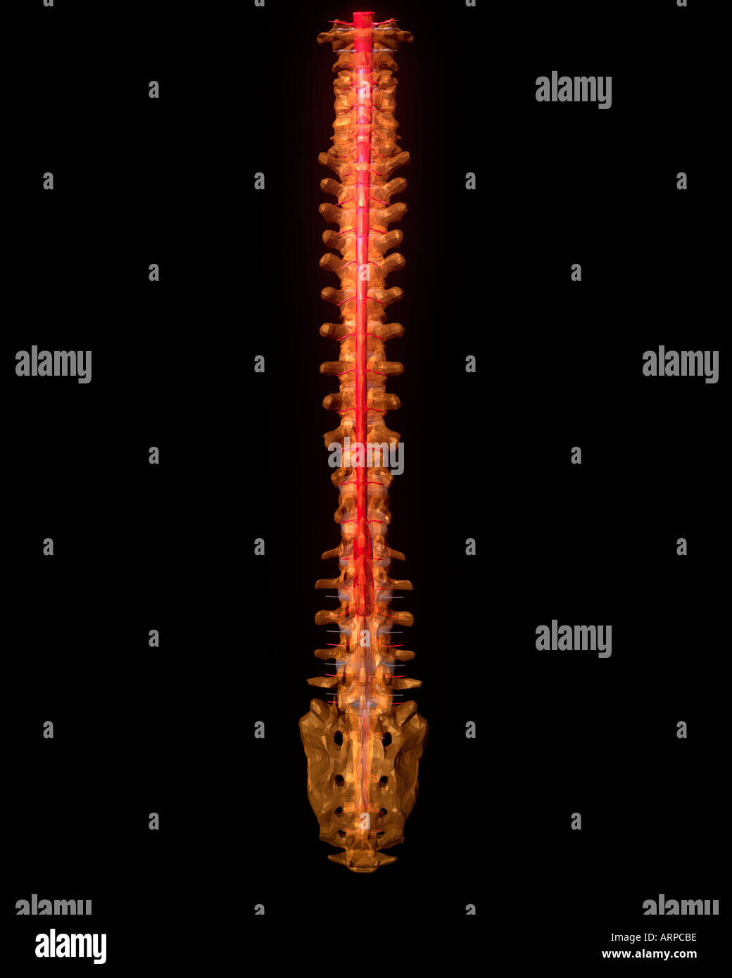 spine with spinal cord highlighted Stock Photo - Alamy