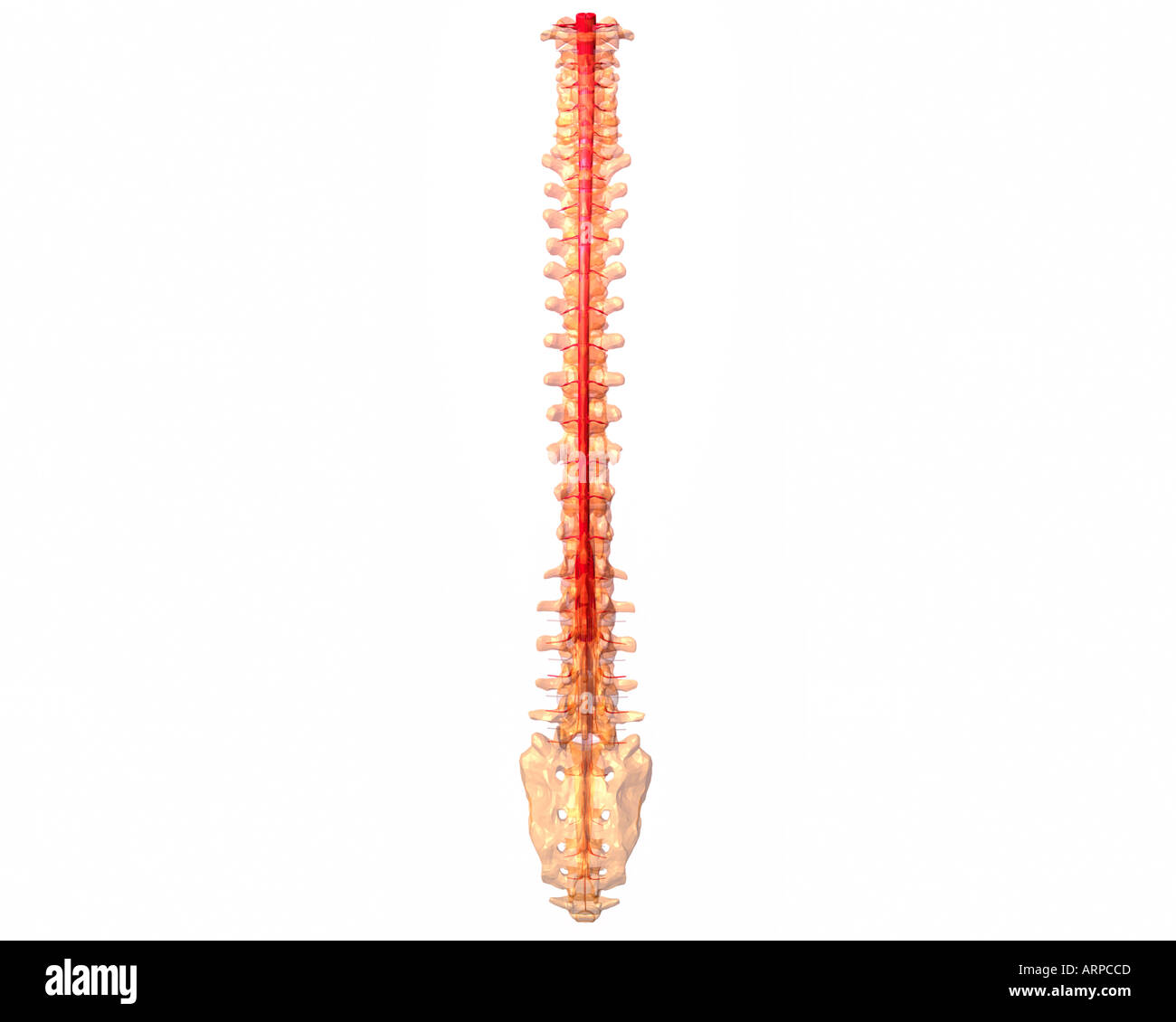 Spine spinal cord medical anatomy back red skeletal spines hi-res stock ...