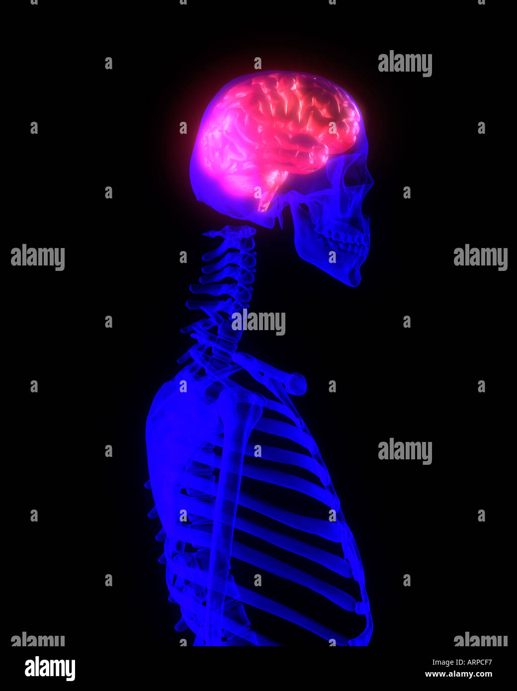 Skeleton Showing Brain Highlighted Red Stock Photo - Alamy