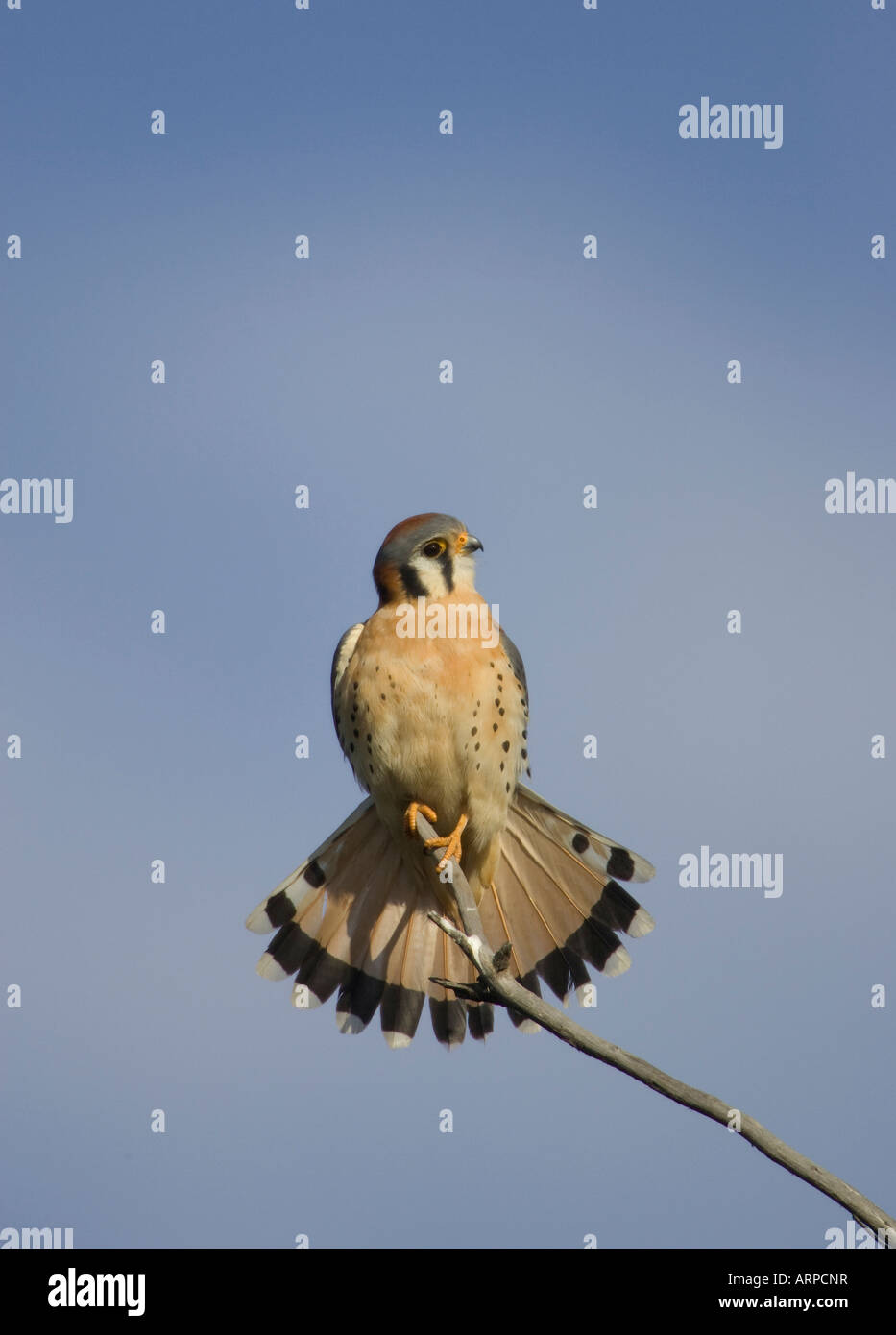 American Kestrel male Stock Photo - Alamy
