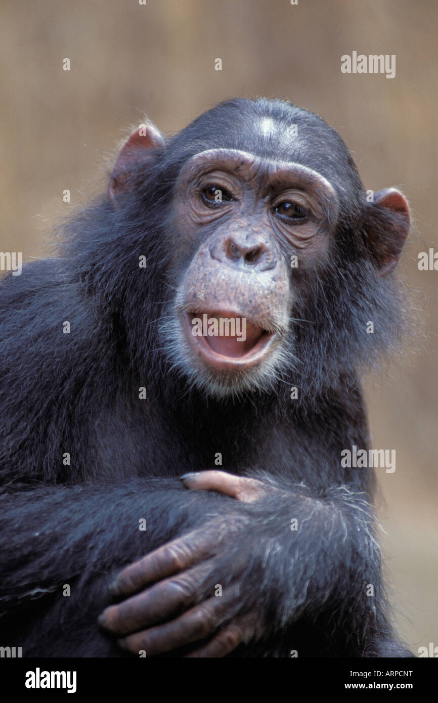 Chimpanzee, Gombe NP Tanzania Stock Photo - Alamy