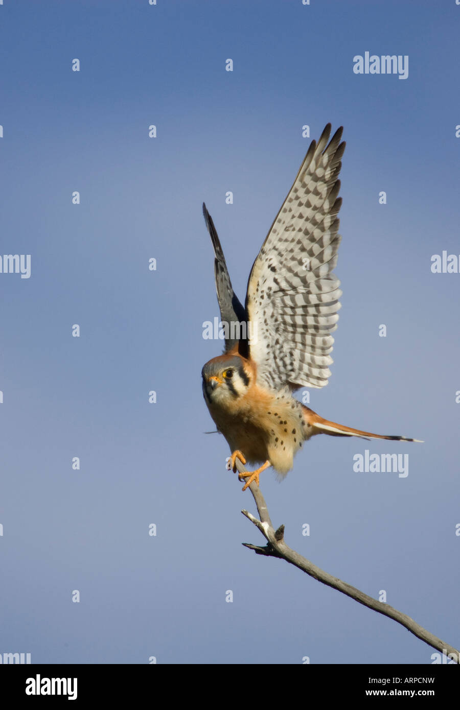 Kestrel With Outstretched Wings High Resolution Stock Photography and ...