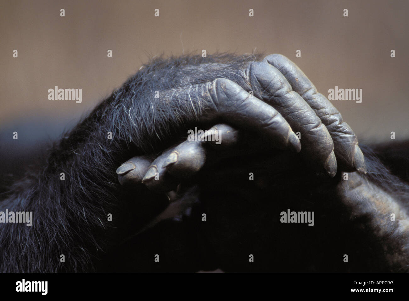 Hands Of A Chimpanzee, Gombe NP Tanzania Stock Photo - Alamy
