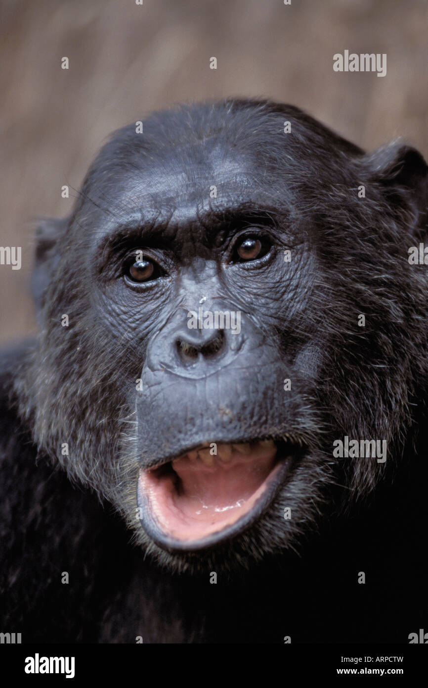 Chimpanzee, Gombe NP Tanzania Stock Photo - Alamy