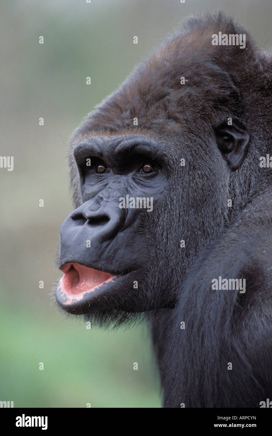 Lowland animals hi-res stock photography and images - Alamy