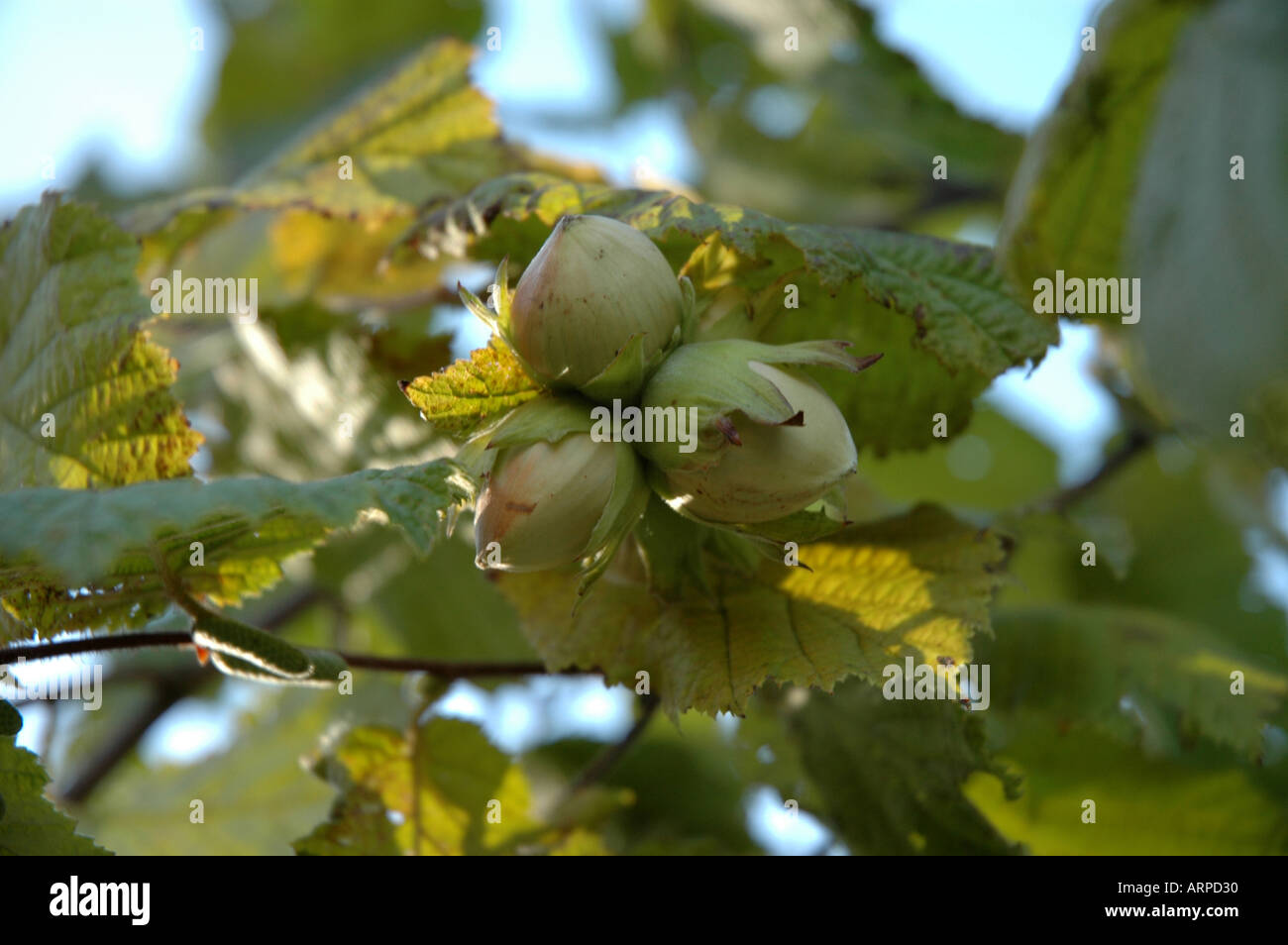 Growing Hazel Nuts High Resolution Stock Photography and Images - Alamy