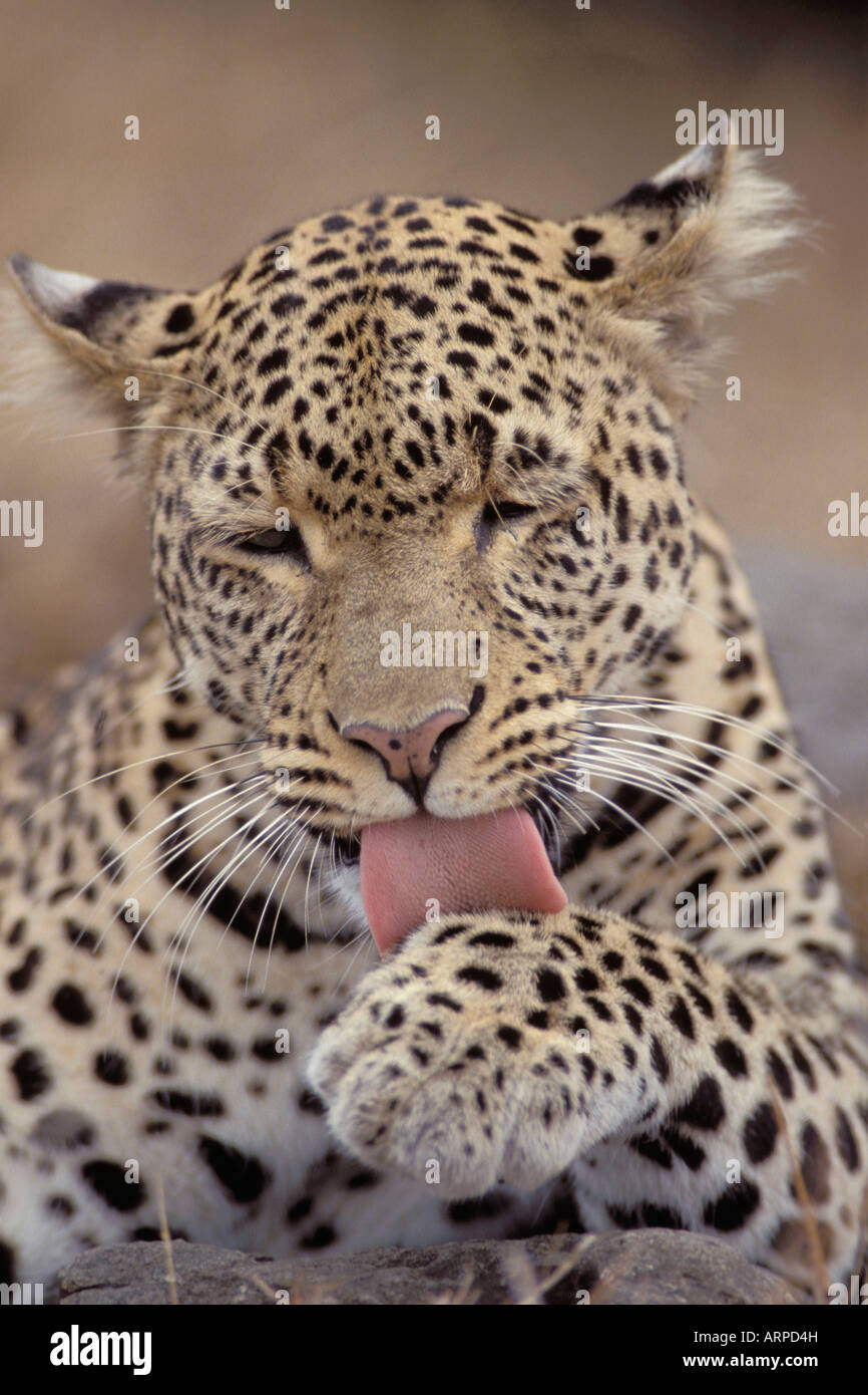Female Leopard Licking Paw Masai Mara Kenya Stock Photo - Alamy