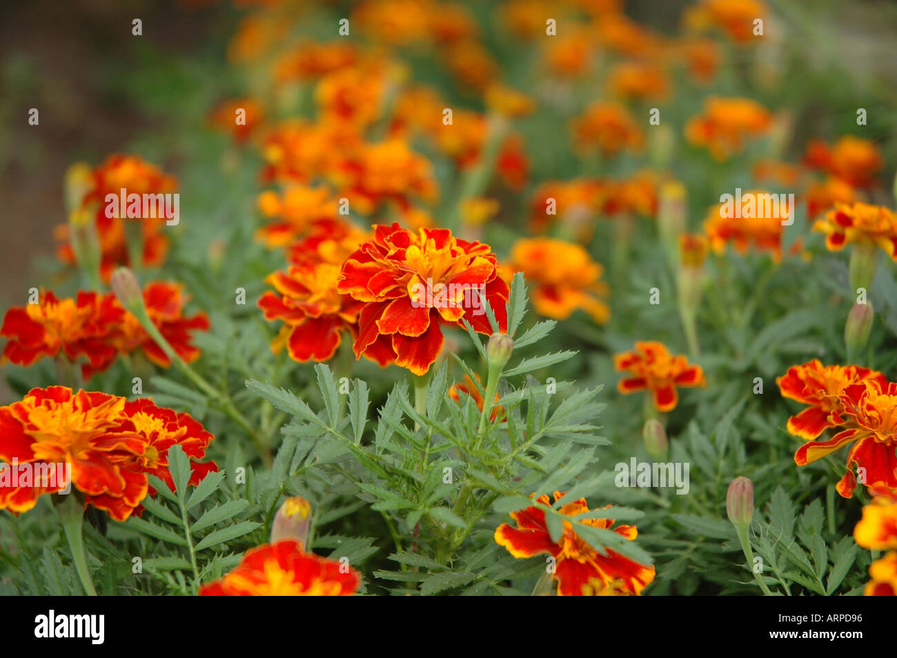 French Marigold Tagetes patula Stock Photo - Alamy