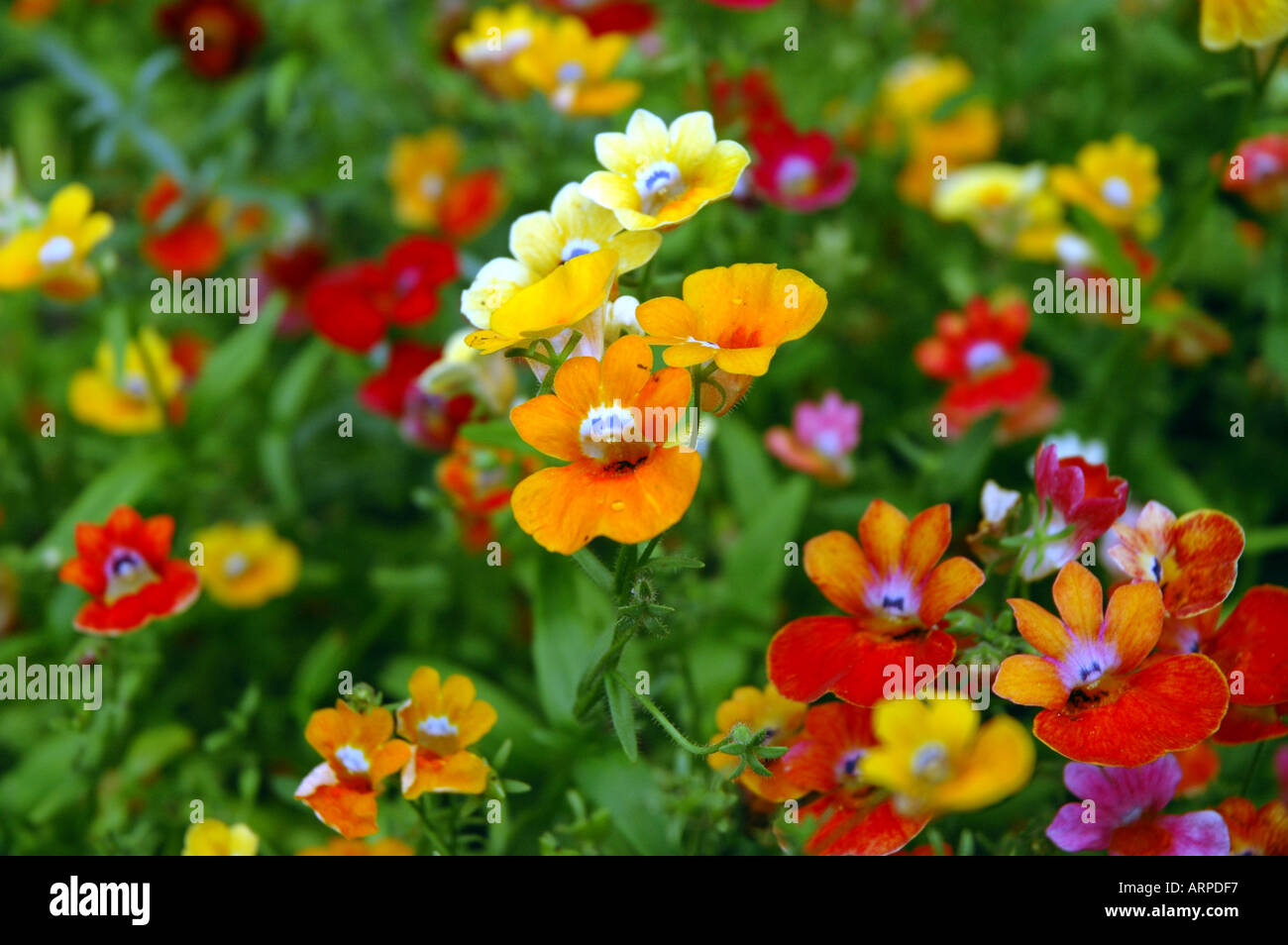 Colour flowers hi-res stock photography and images - Alamy