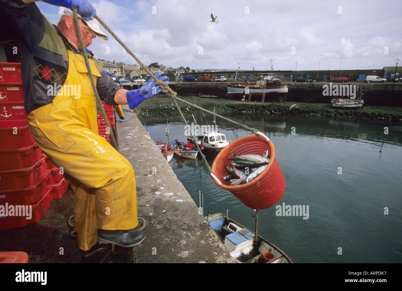 landing handline caught mackerel off the coast of Cornwall near Newlyn ...