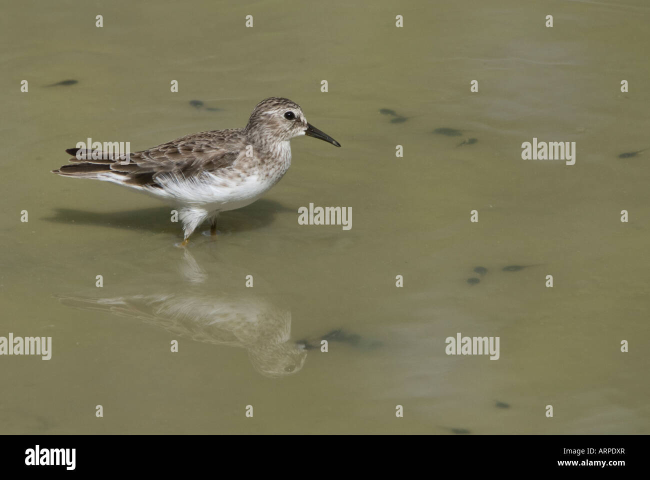 Sandpiper barbados hi-res stock photography and images - Alamy