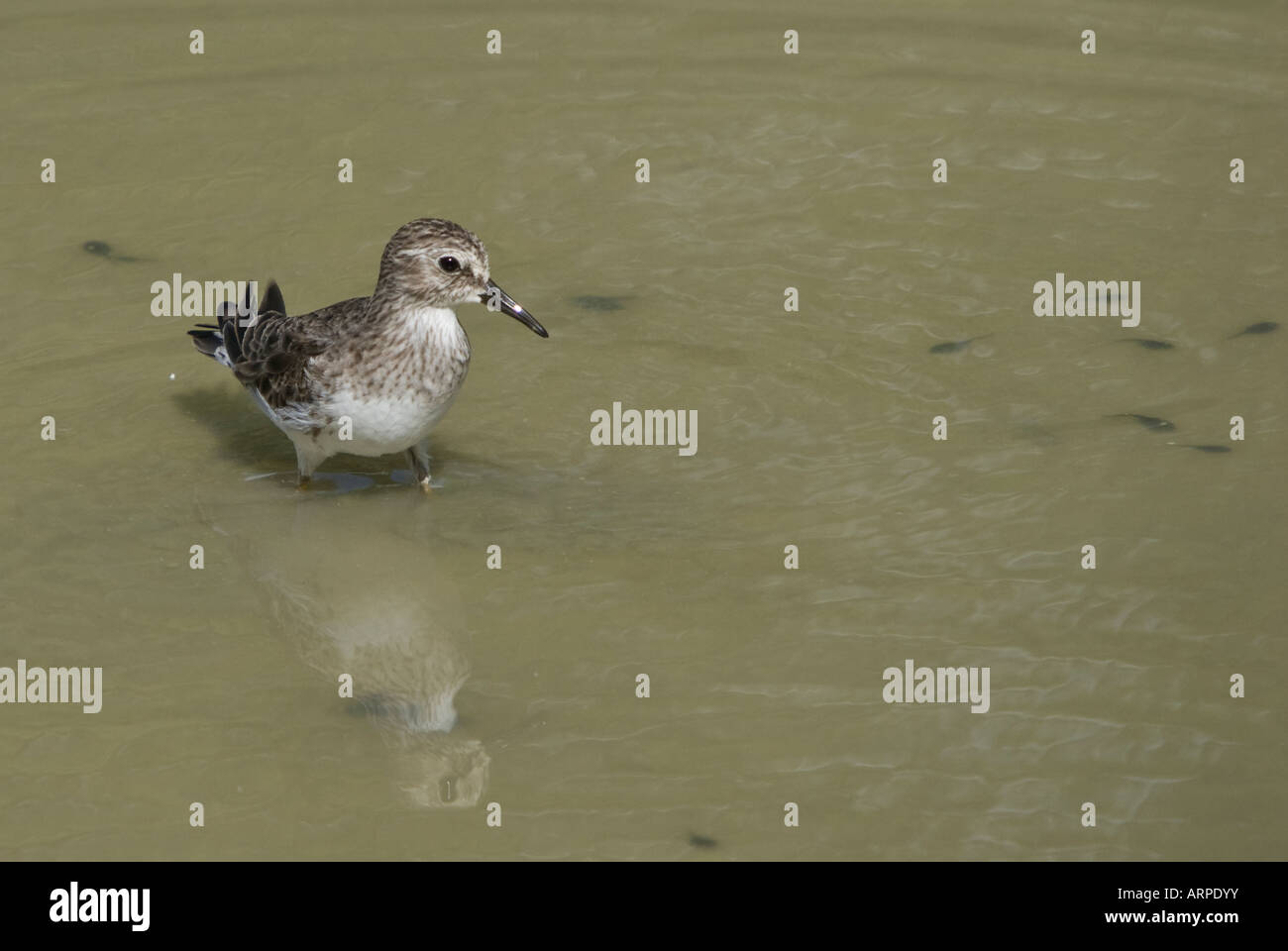 Pectoral sandpiper hi-res stock photography and images - Alamy