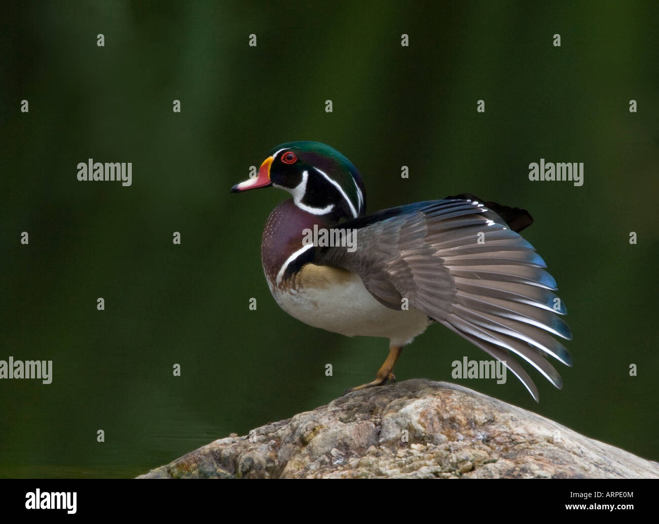 Wood duck drake stretching wing hi-res stock photography and images - Alamy