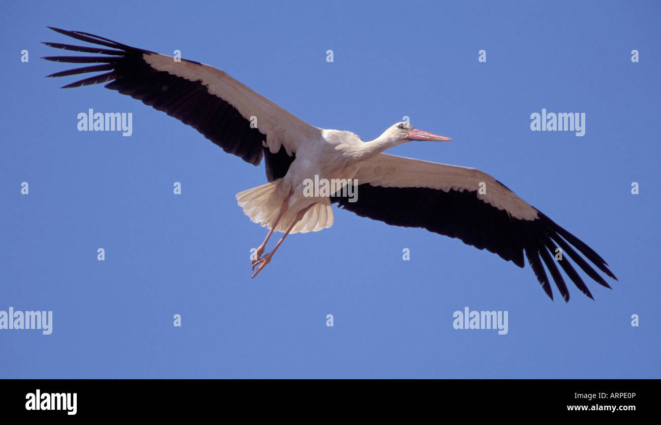 White Stork Alfaro Spain Stock Photo - Alamy