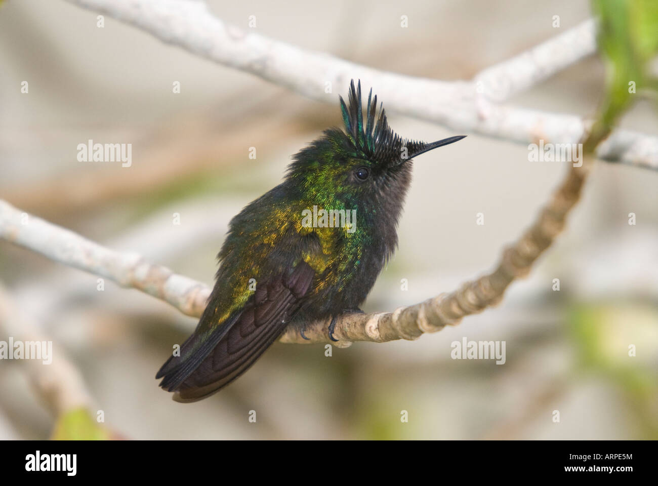 Antillean crested hummingbird hi-res stock photography and images - Alamy