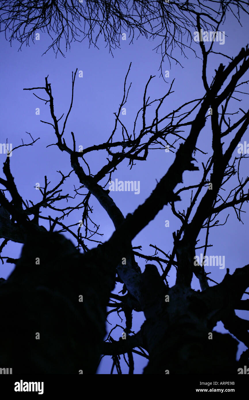 Tree at night Stock Photo - Alamy