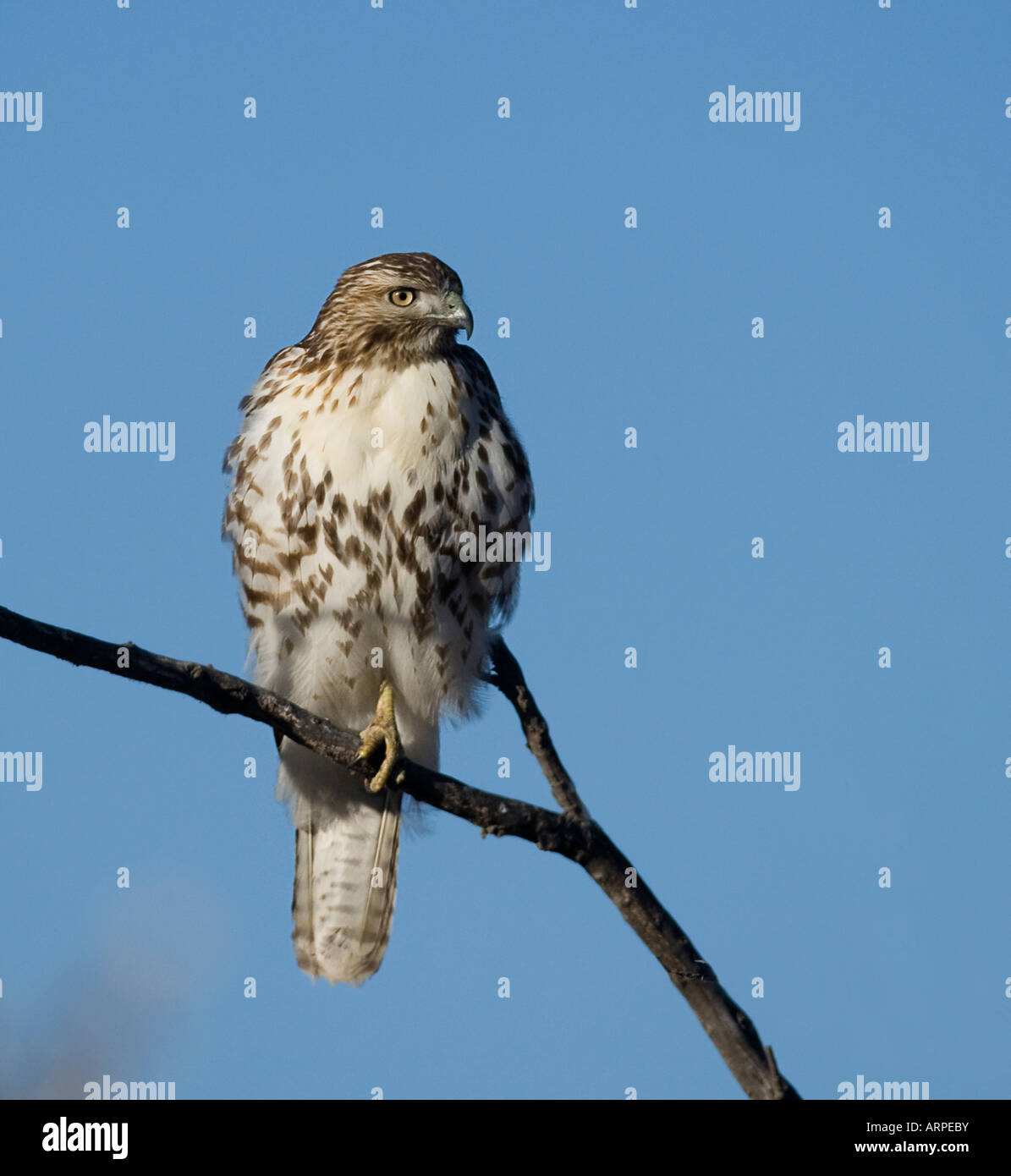 Hawk Perched on Limb Stock Photo - Alamy