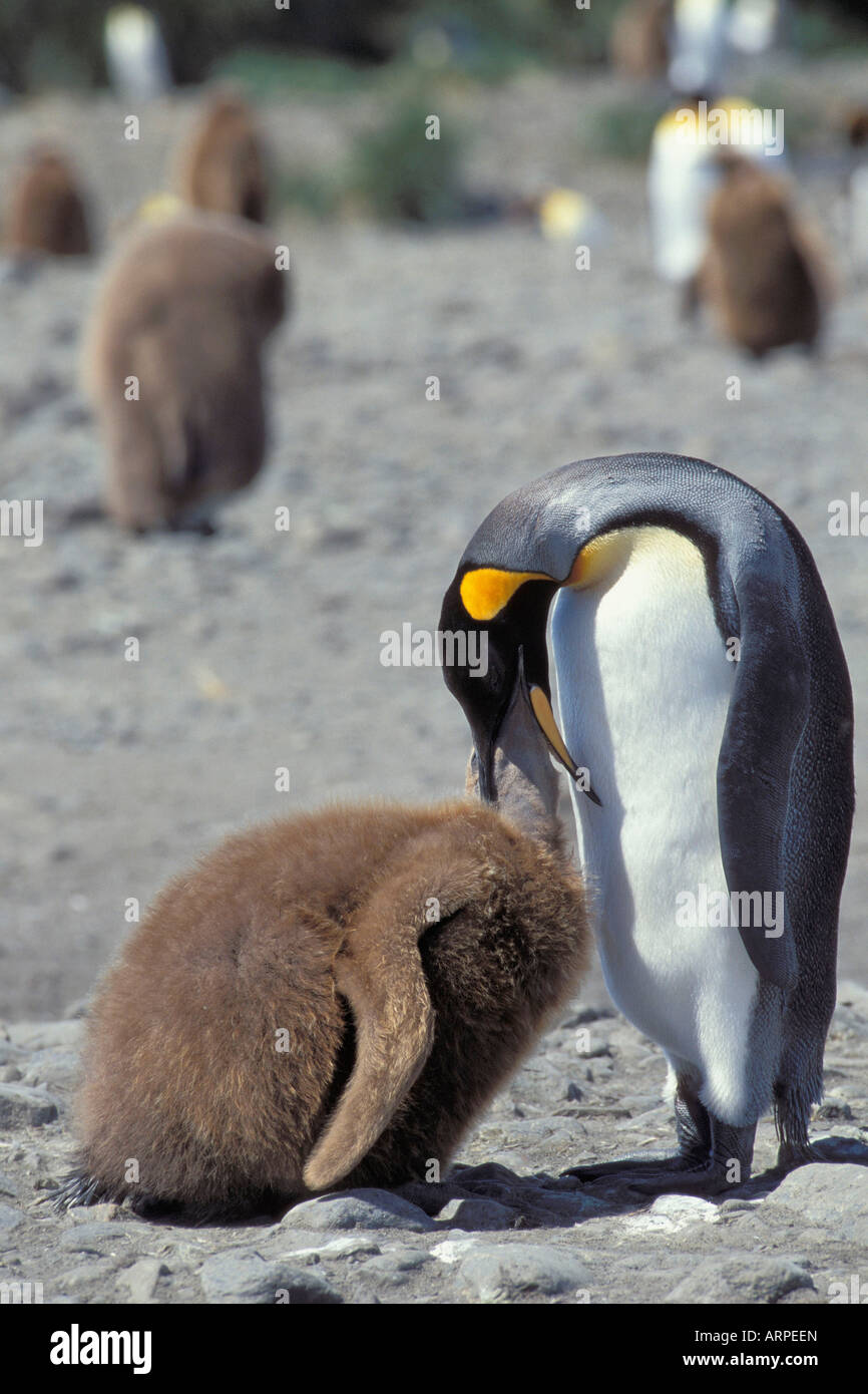King penguin penguins feeding hi-res stock photography and images - Alamy