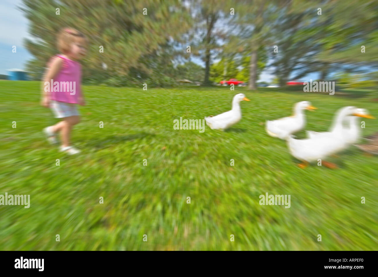 Little girl chasing ducks Stock Photo - Alamy