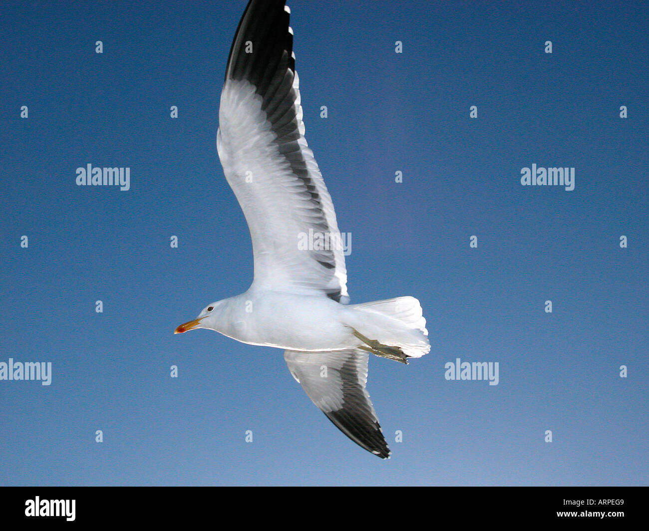 One gull flying overhead hi-res stock photography and images - Alamy
