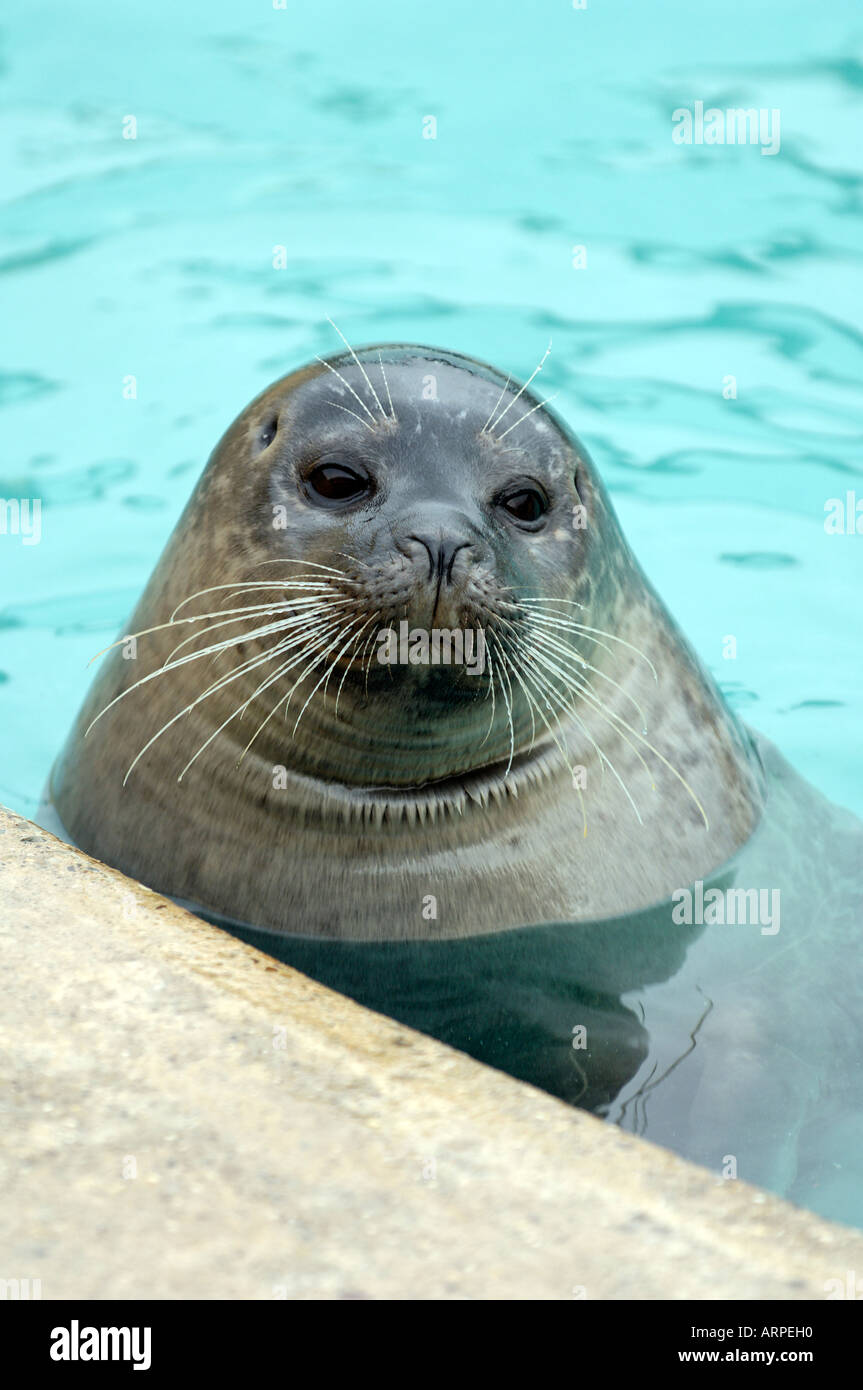 A Portrait Shot of a Common Harbour Seal Stock Photo - Alamy