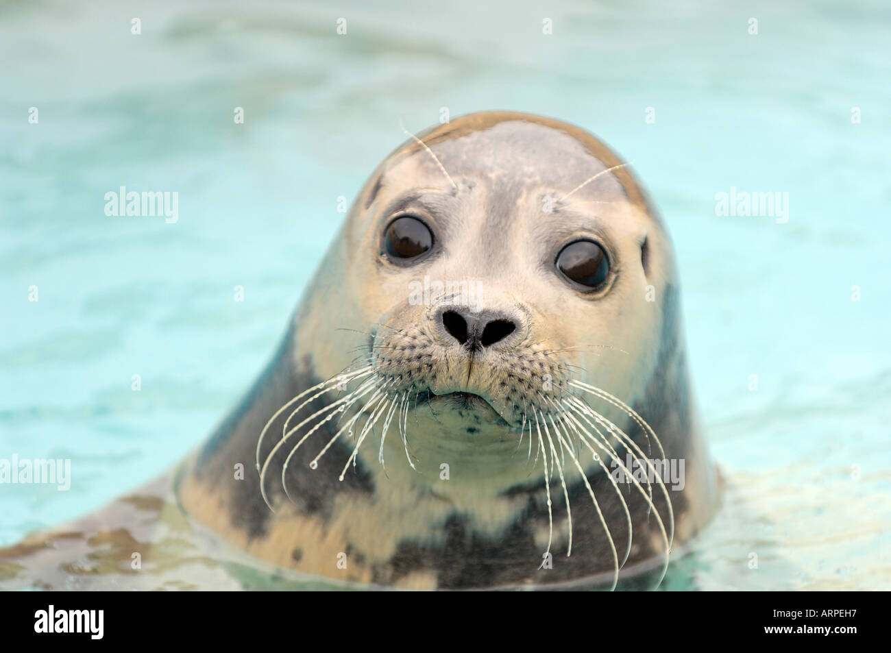 Baby Seals In Water