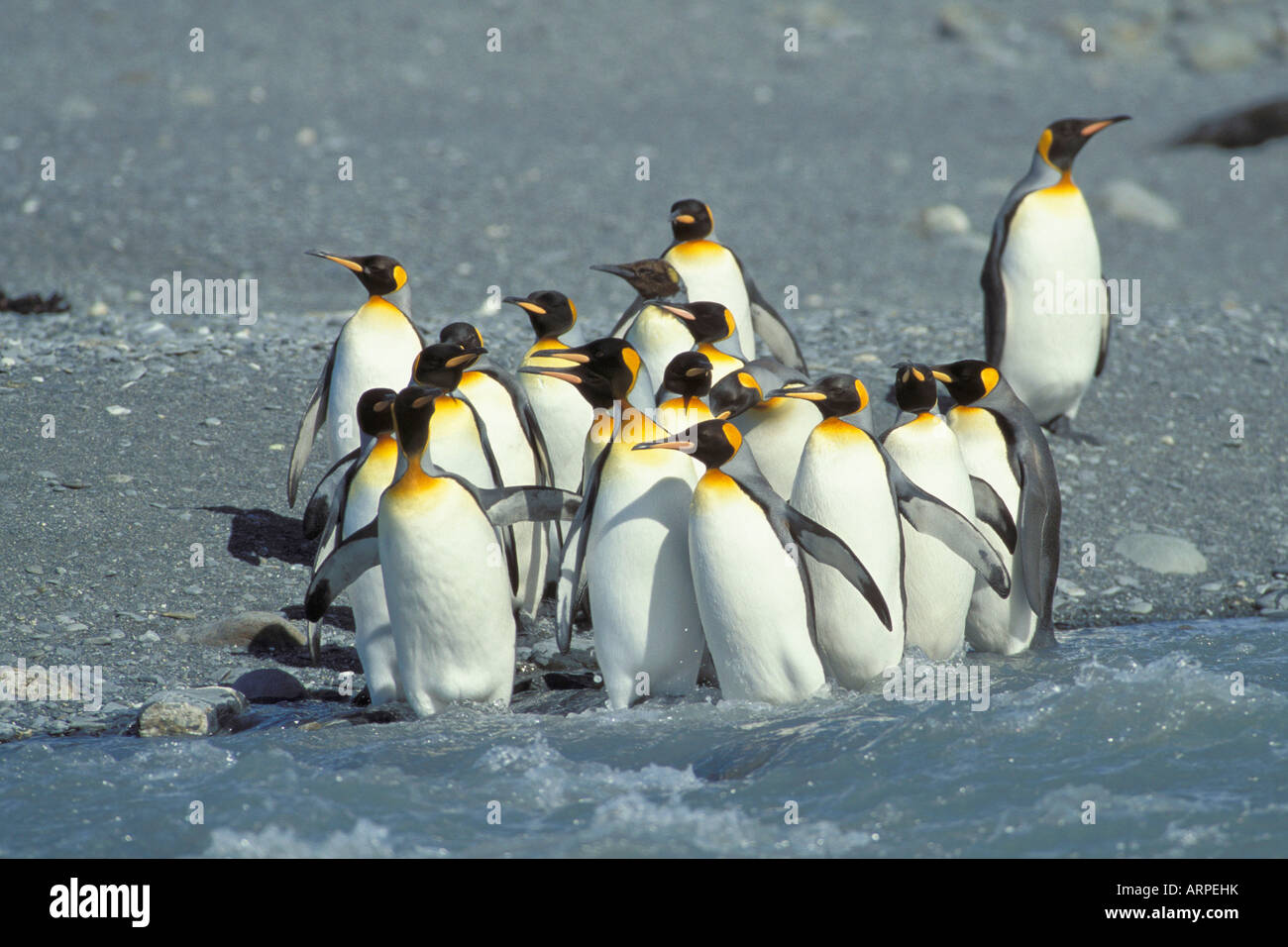 Emperor Penguin Colony Stock Photo - Alamy Emperor Penguin Colony Stock Photo - Alamy