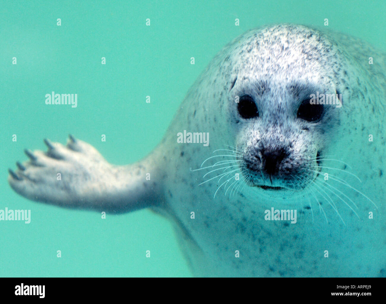 A Common Harbour Seal Swimming Under Water and Looking Out of the Glass ...