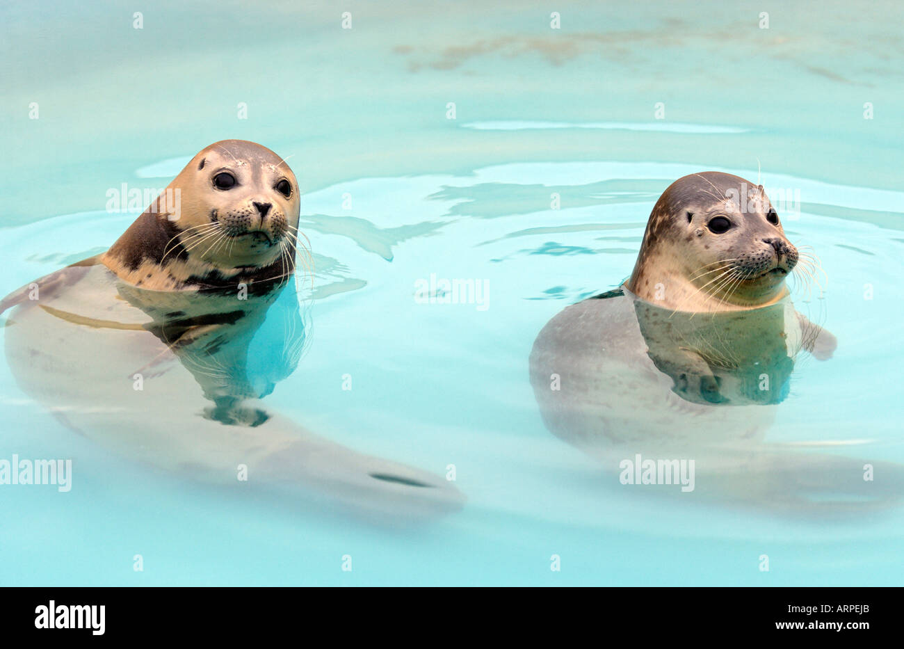 A Landscape Photograph of Two Common Harbour Baby Seal Pups Stock Photo ...