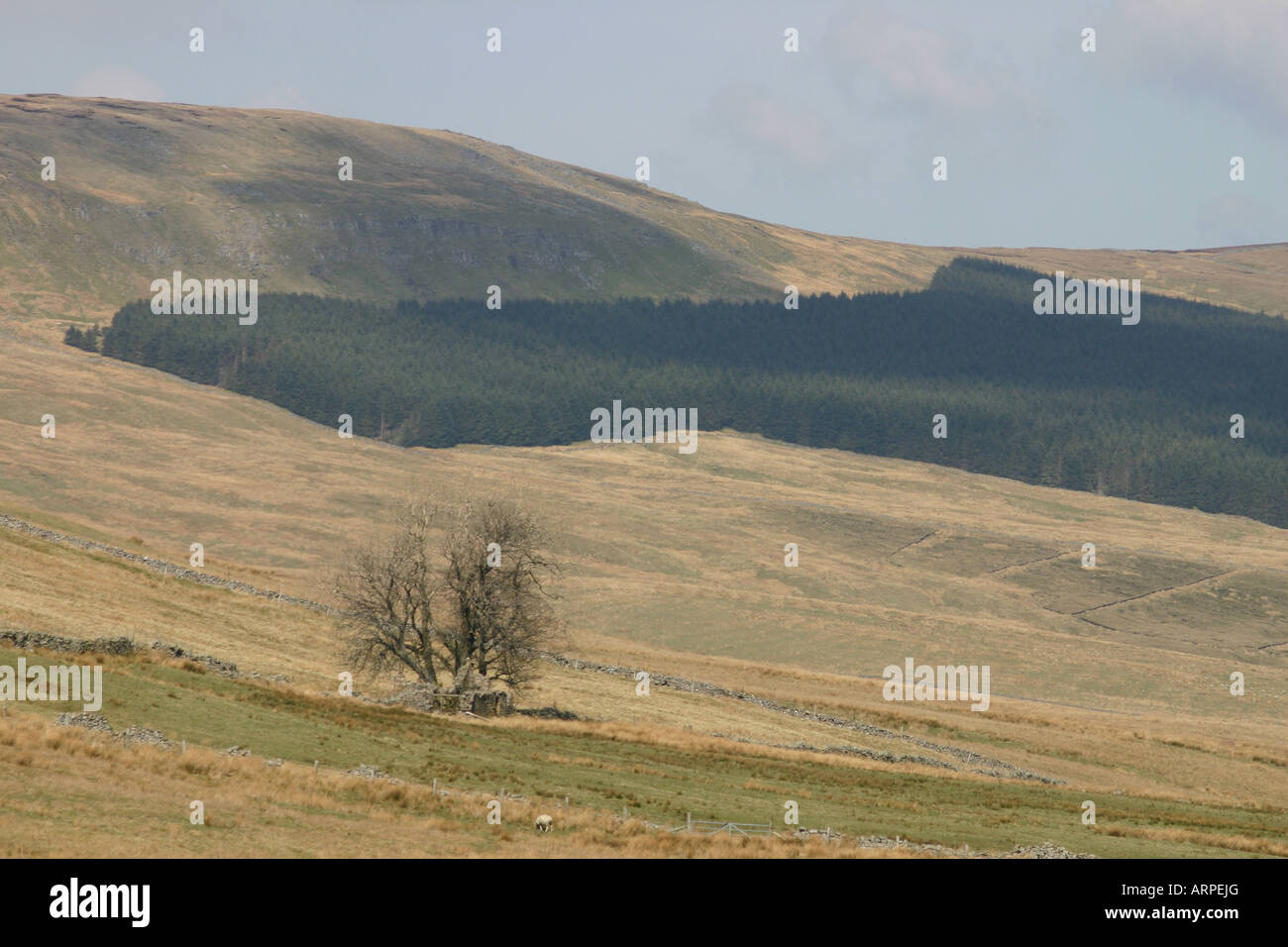 woodland woods peak coppice trees hill farming Stock Photo - Alamy