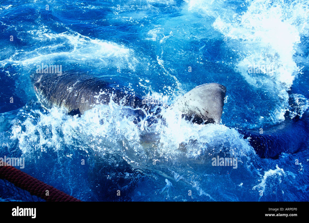 Fish breaking surface of water hi-res stock photography and images - Alamy