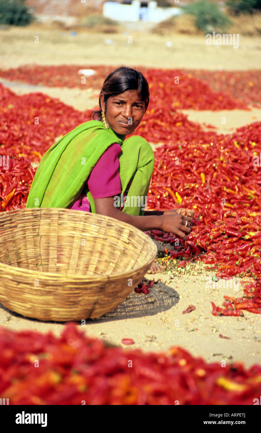 Drying chillies, Rajasthan, India Stock Photo - Alamy