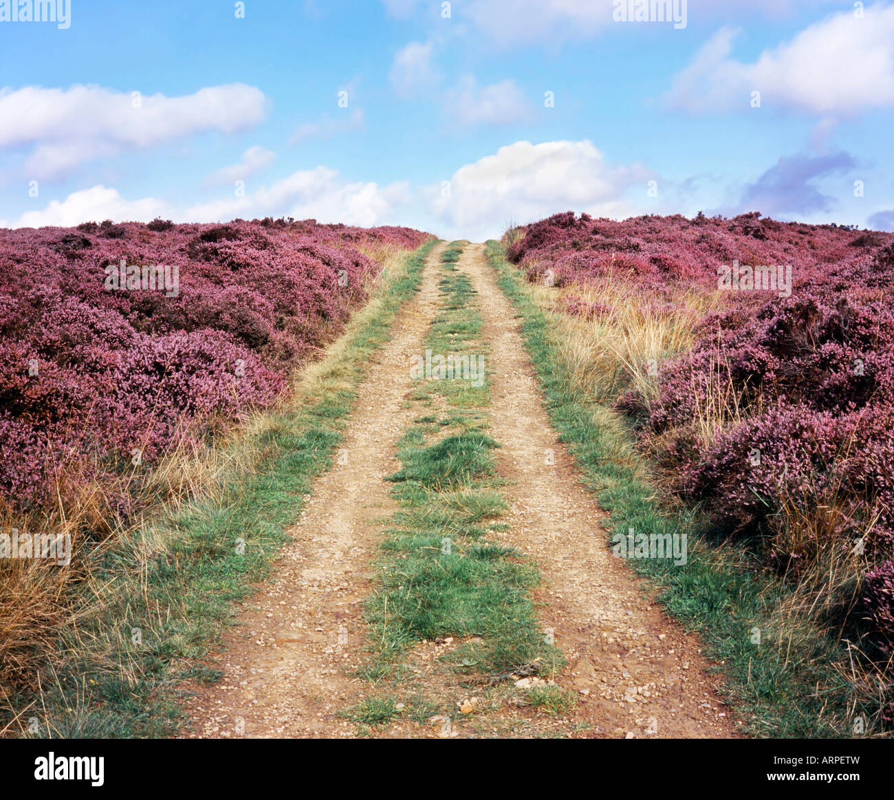 Purple heather in flower north york moors national park hi-res stock ...