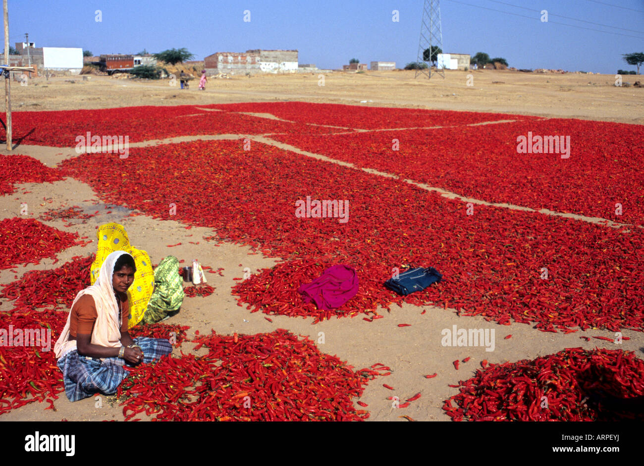 Drying chillies, Rajasthan, India Stock Photo - Alamy